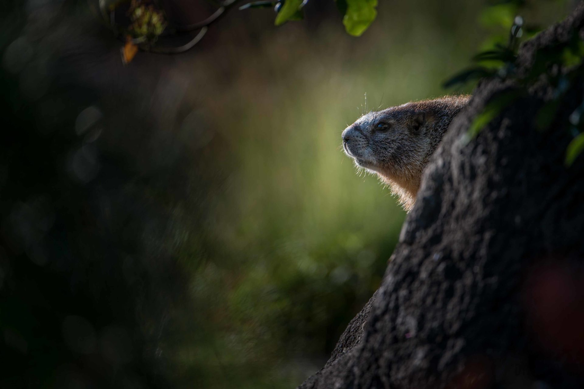 Groundhogs vs Rockchucks - Tetherow